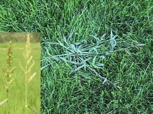 Lawn & Weed Control | Marcum's Nursery | Goldsby, OK