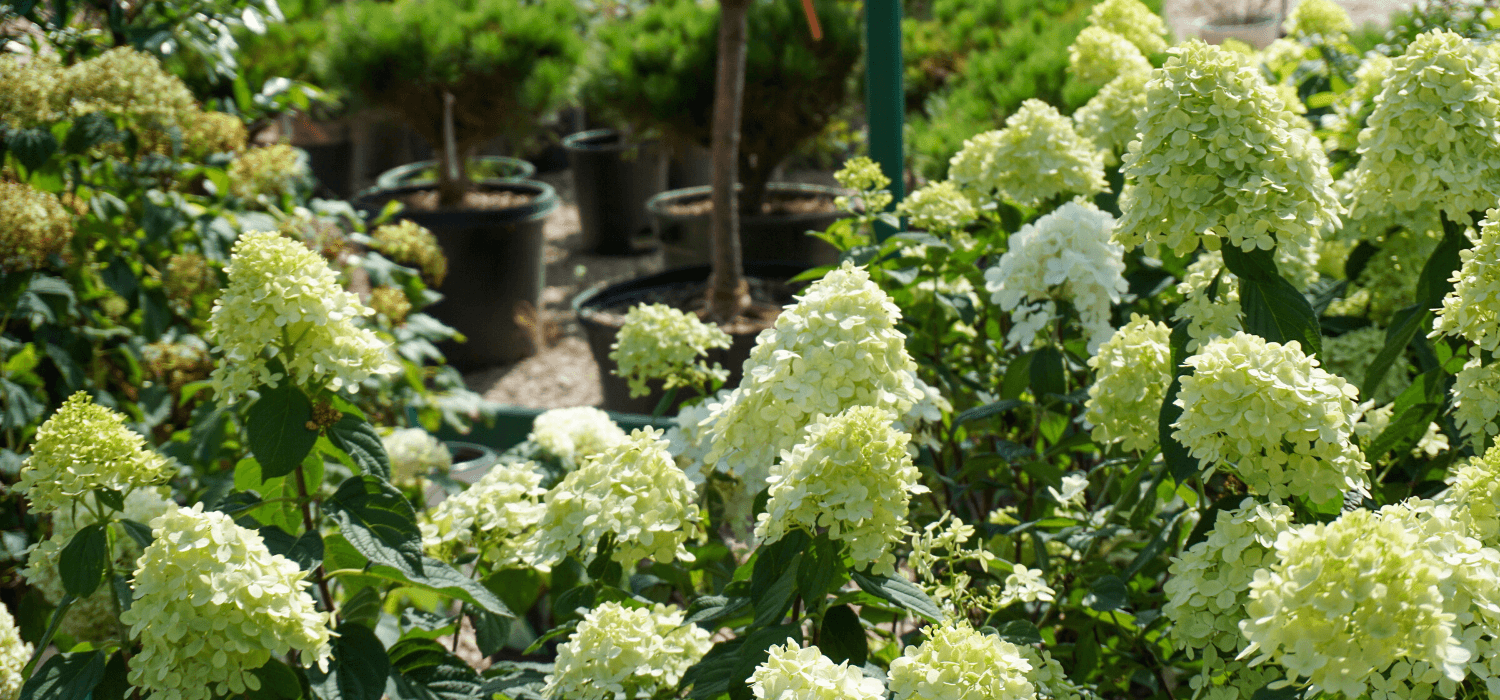 Marcums Nursery | Just Add the Sun!