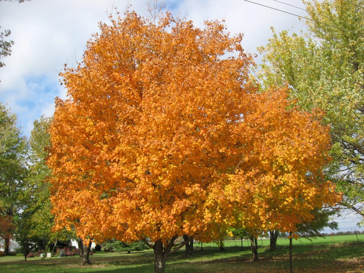 Staff Favorite Trees | Marcum's Nursery | Goldsby, OK