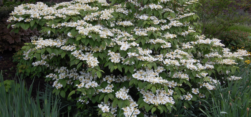 Flowering Shrubs That Love Heat | Marcum's Nursery | Goldsby, OK