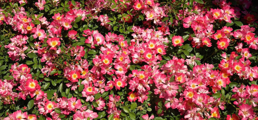 Flowering Shrubs That Love Heat | Marcum's Nursery | Goldsby, OK