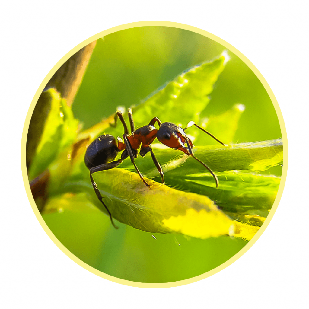 Beneficial Insects Guide | Marcum's Nursery | Goldsby, OK