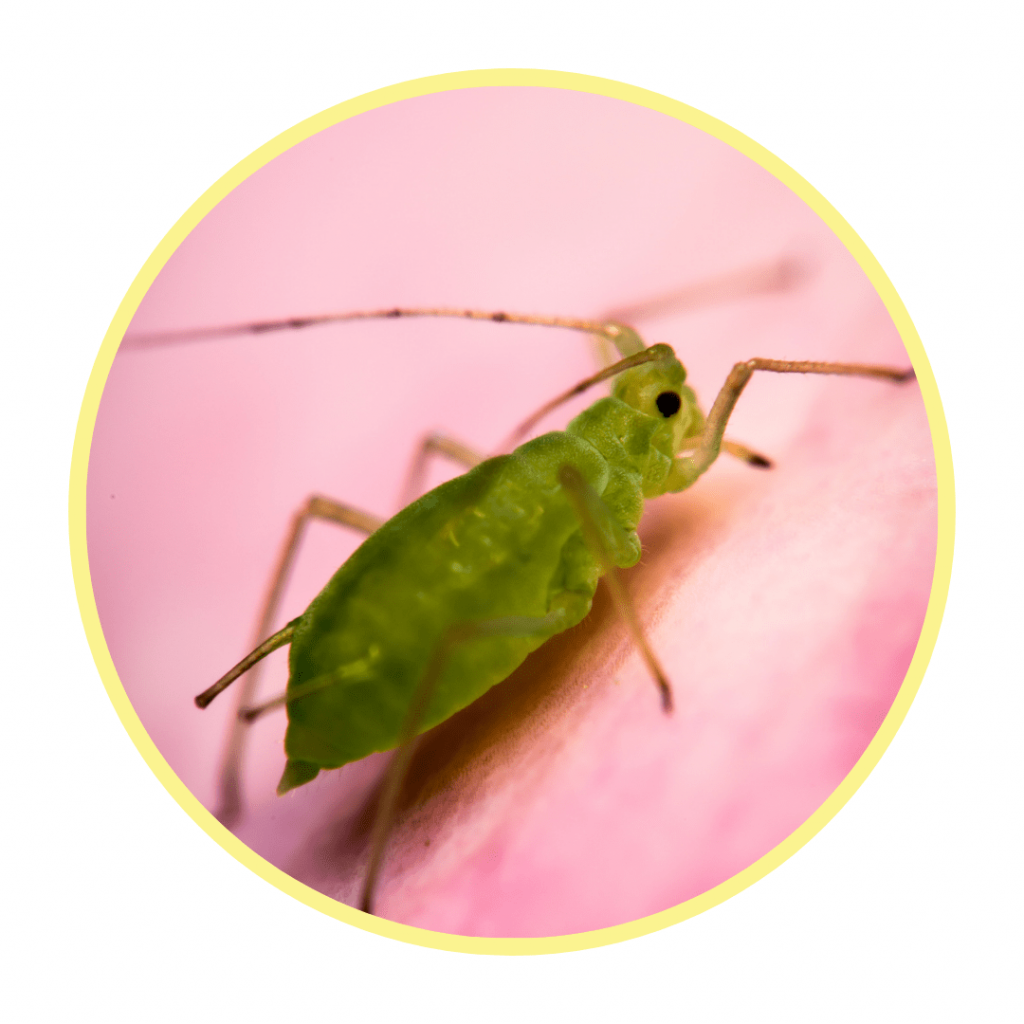 Harmful Insects Guide | Marcum's Nursery | Goldsby, OK