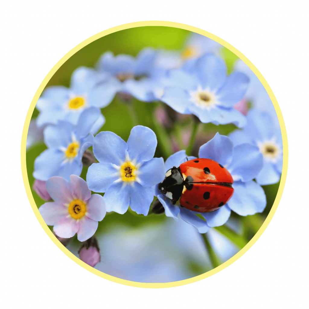 Beneficial Insects Guide | Marcum's Nursery | Goldsby, OK