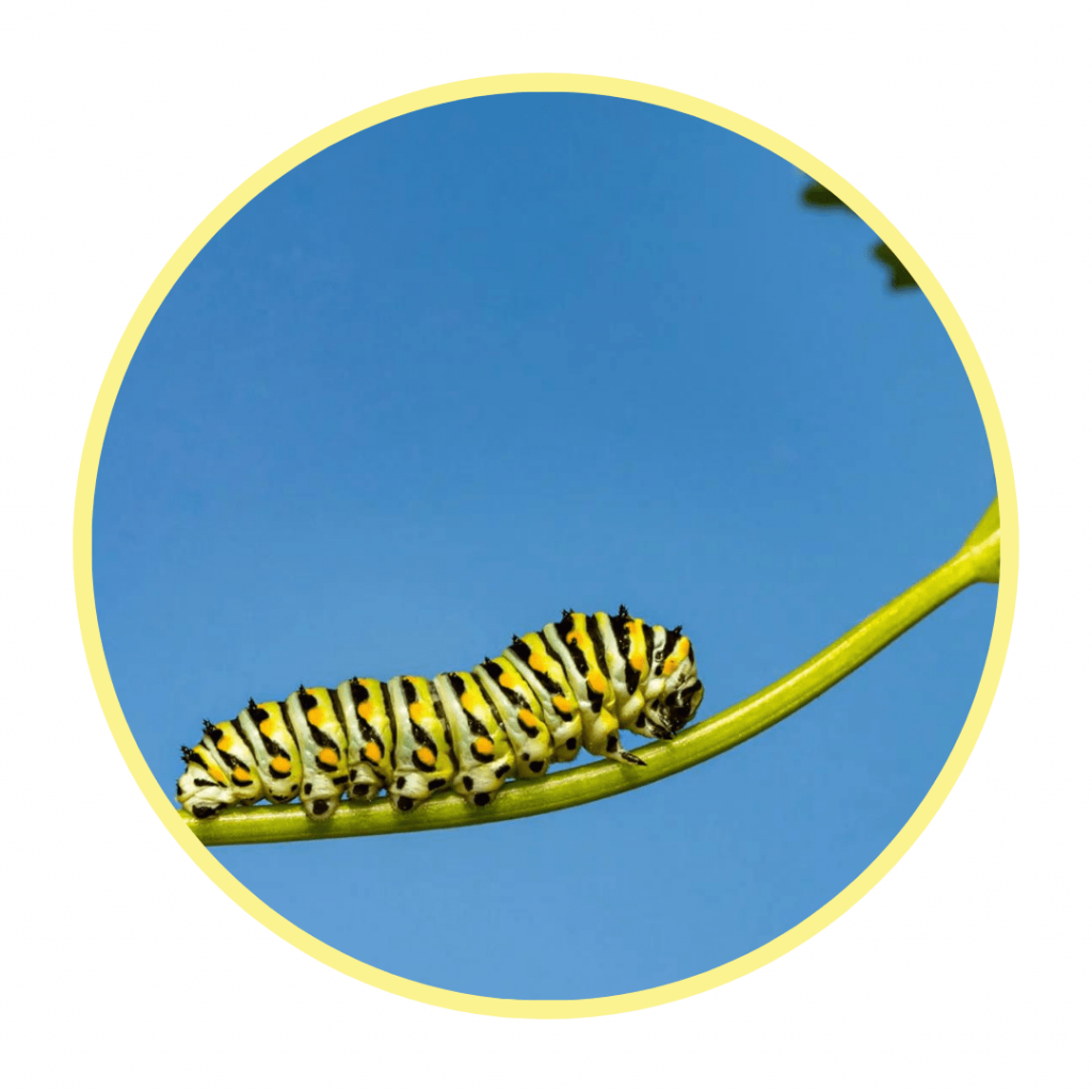Harmful Insects Guide | Marcum's Nursery | Goldsby, OK