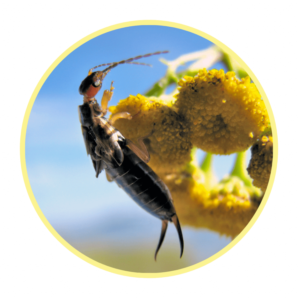 Beneficial Insects Guide | Marcum's Nursery | Goldsby, OK