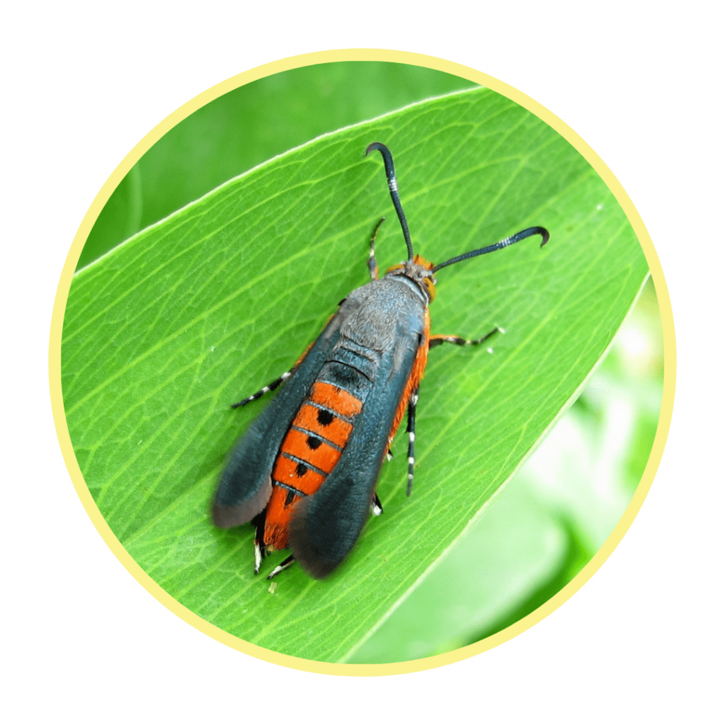 Harmful Insects Guide | Marcum's Nursery | Goldsby, OK