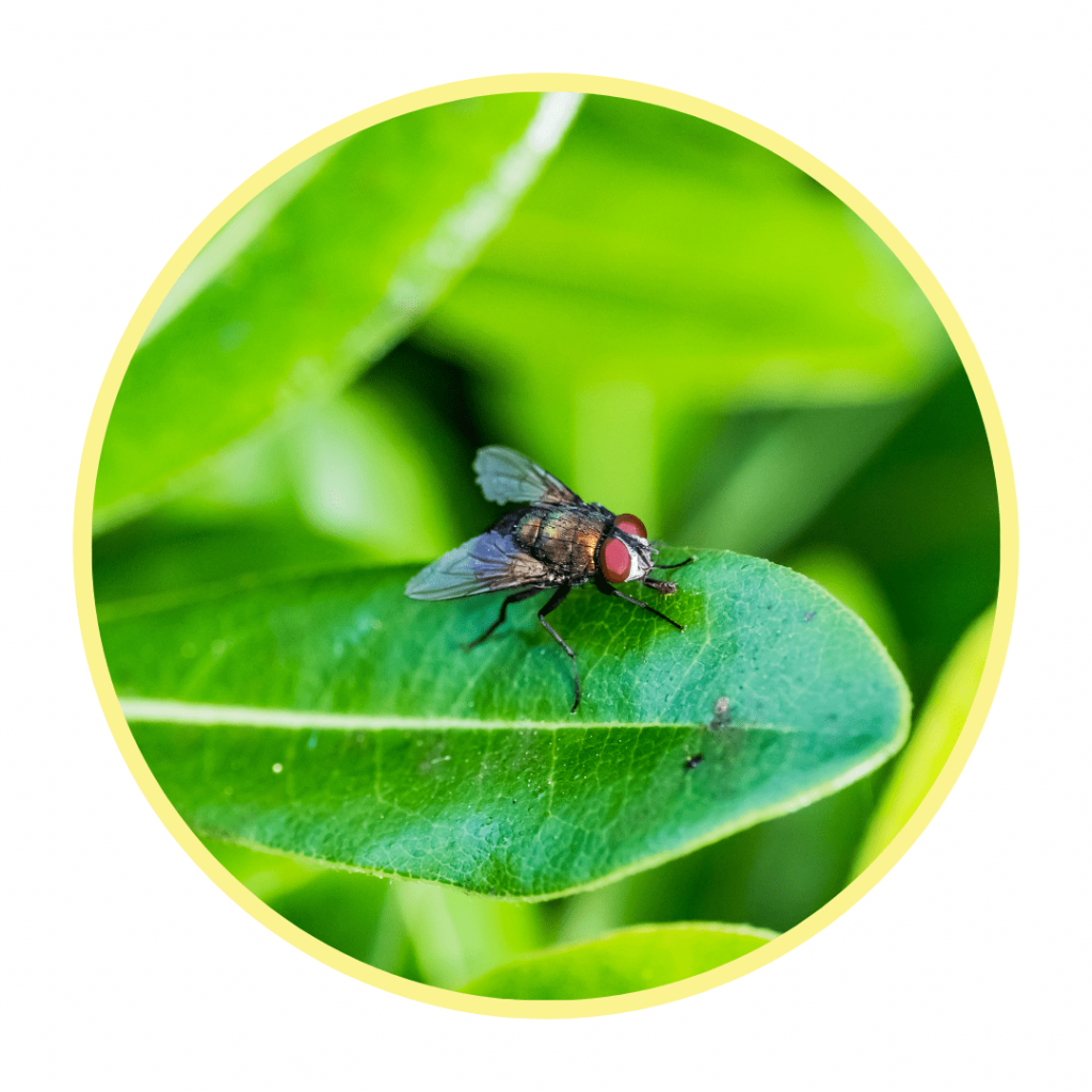 Harmful Insects Guide | Marcum's Nursery | Goldsby, OK