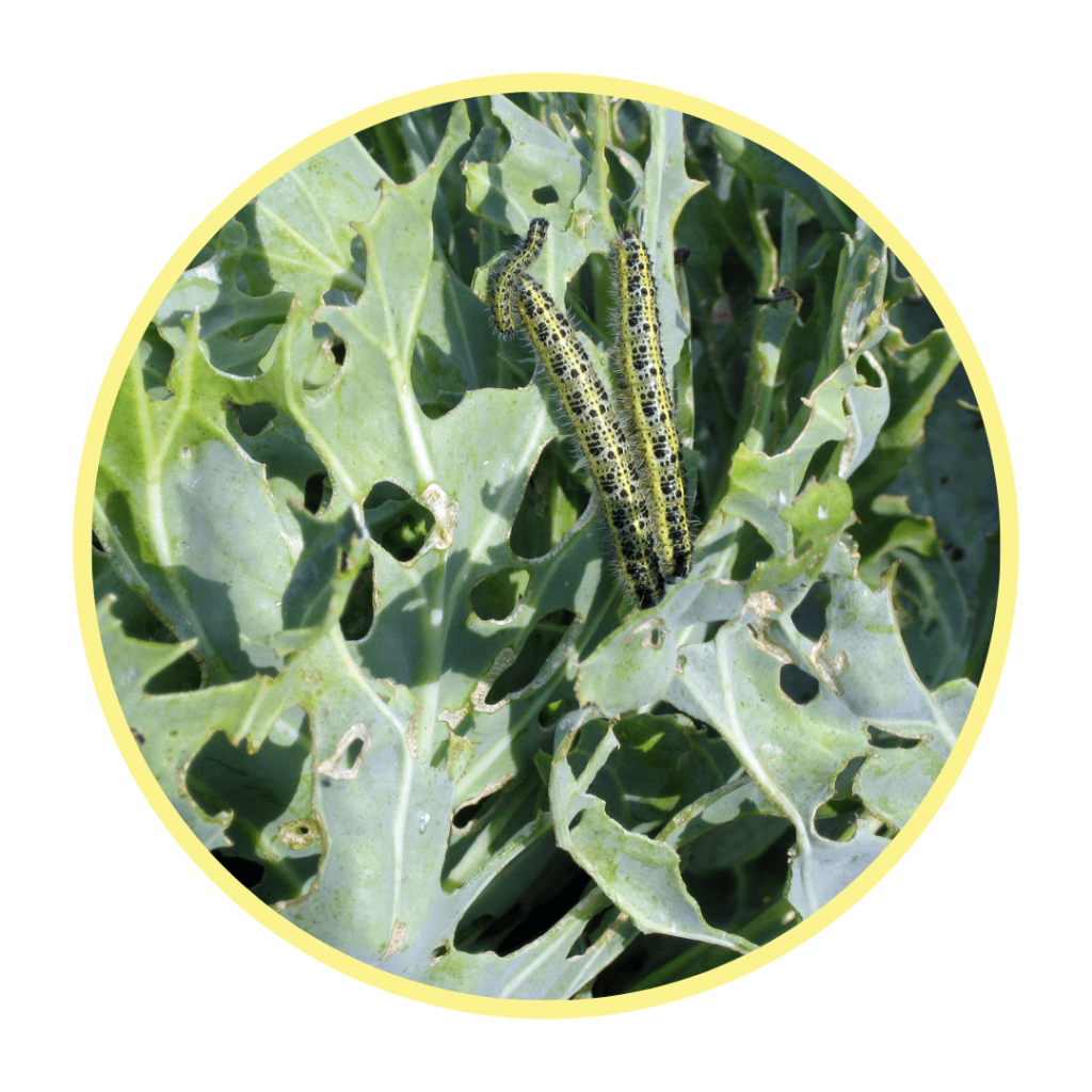 Harmful Insects Guide | Marcum's Nursery | Goldsby, OK
