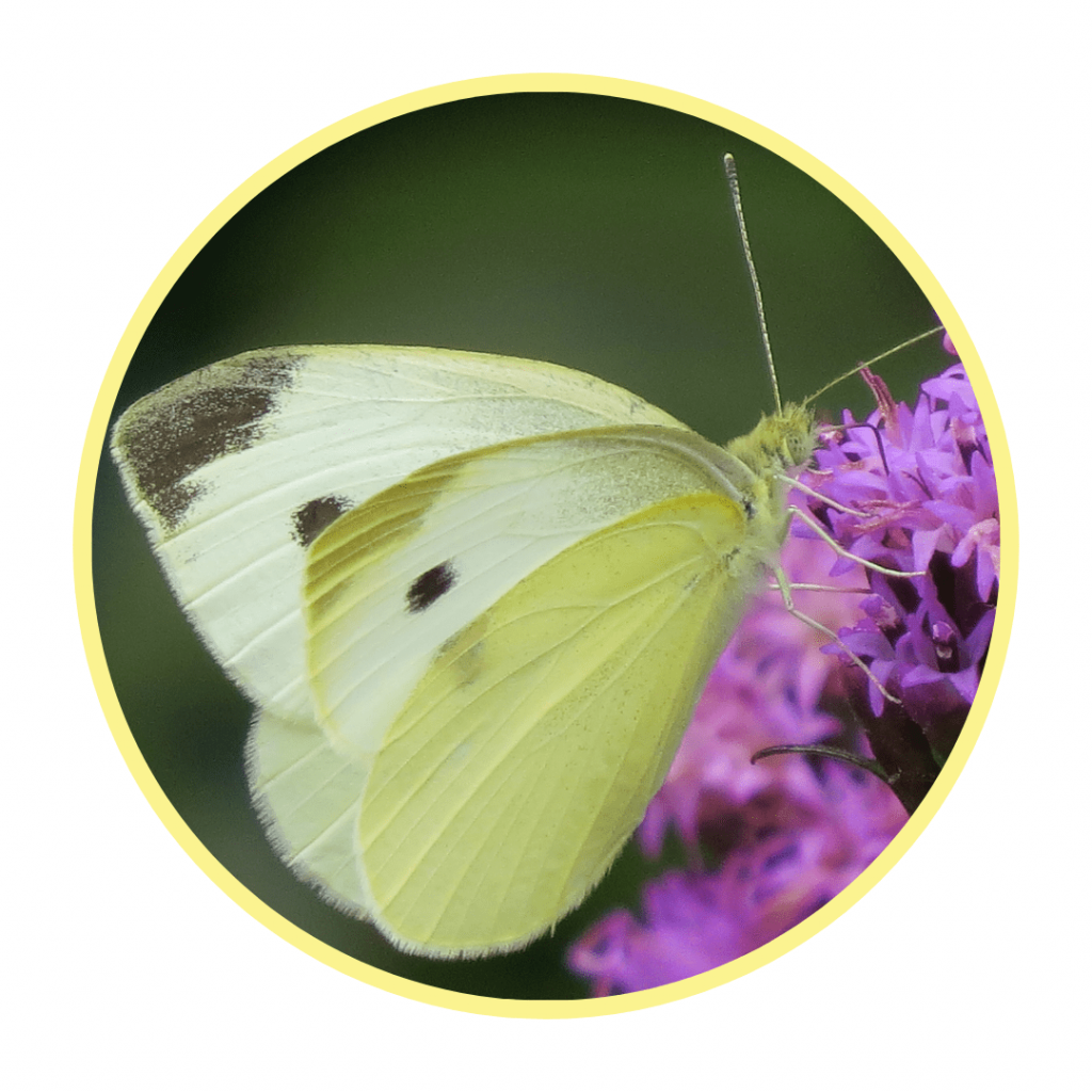 Harmful Insects Guide | Marcum's Nursery | Goldsby, OK