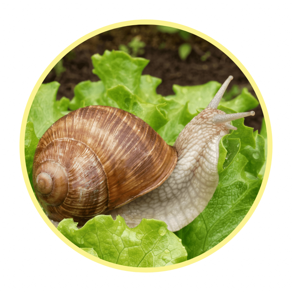 Harmful Insects Guide | Marcum's Nursery | Goldsby, OK