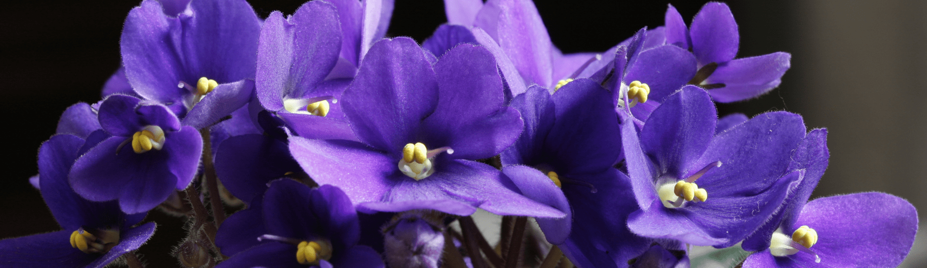 How to care for an African Violet | Marcum's Nursery | Goldsby, OK