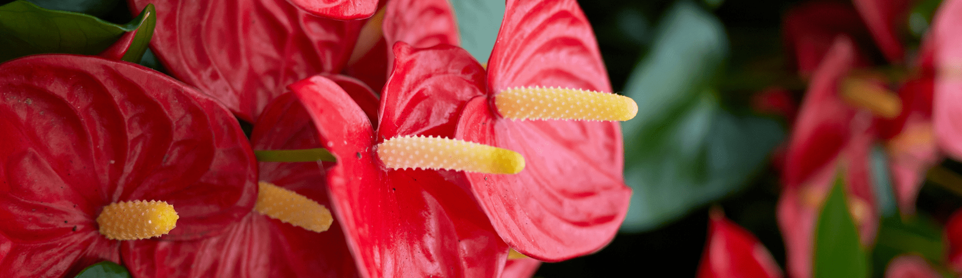How to care for an Anthurium | Marcum's Nursery | Goldsby, OK