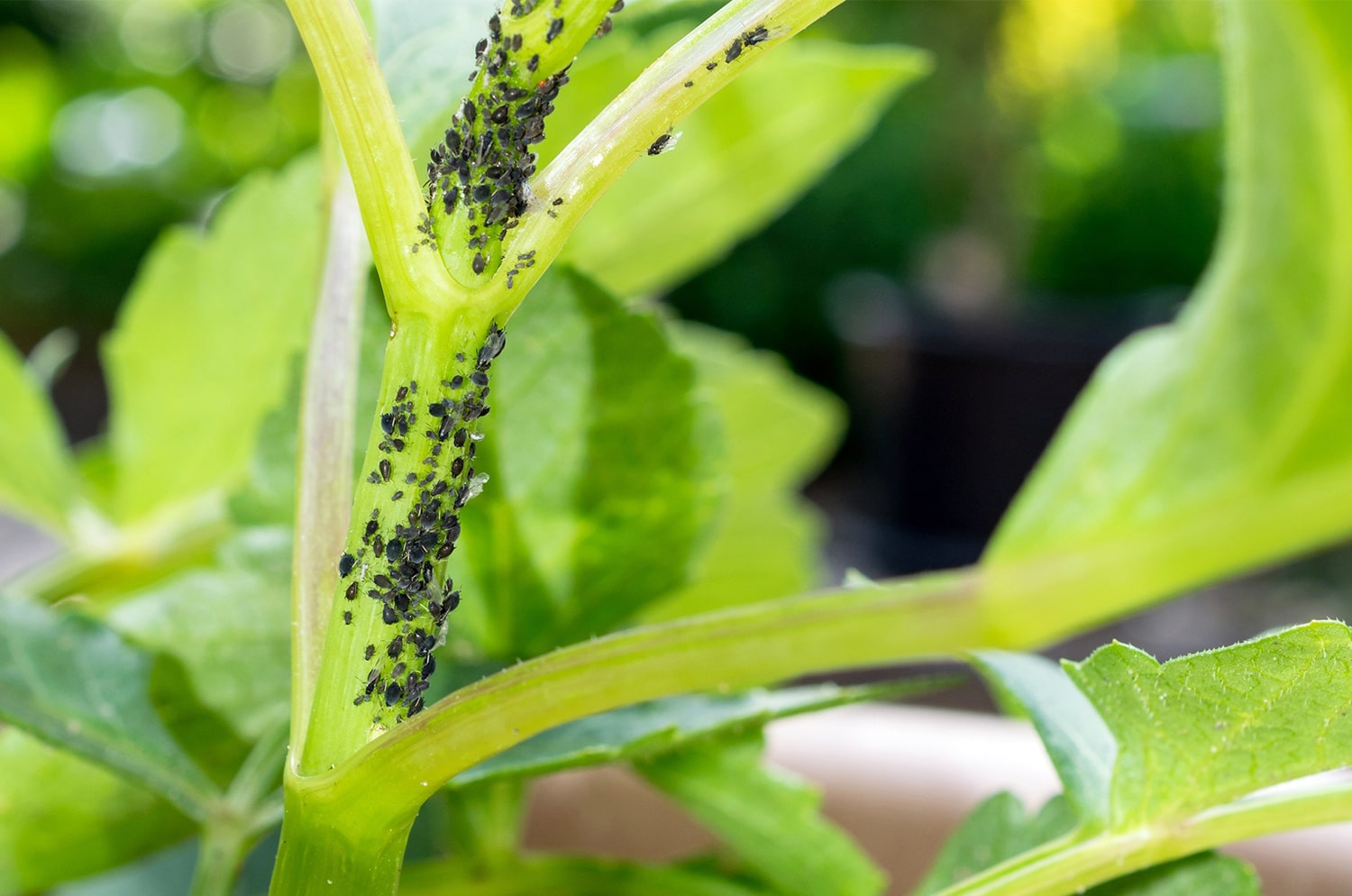 Insect Issues | Marcum's Nursery | Goldsby, OK