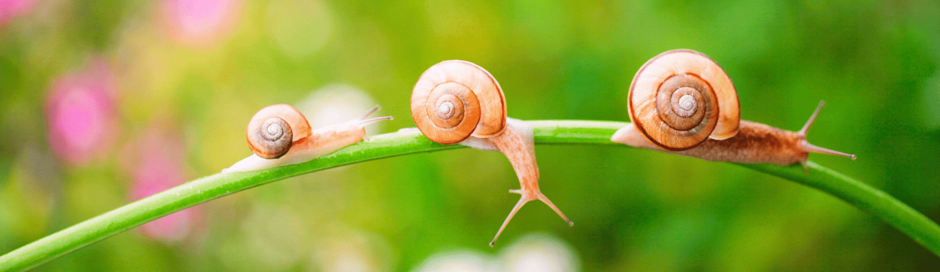 Harmful Insects Guide | Marcum's Nursery | Goldsby, OK