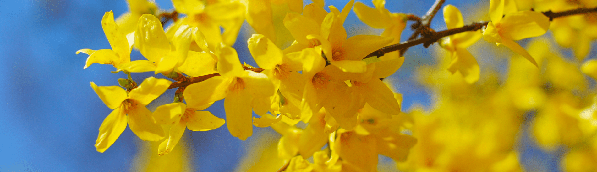 March: Gardening To-Do List | Marcum's Nursery | Goldsby, OK