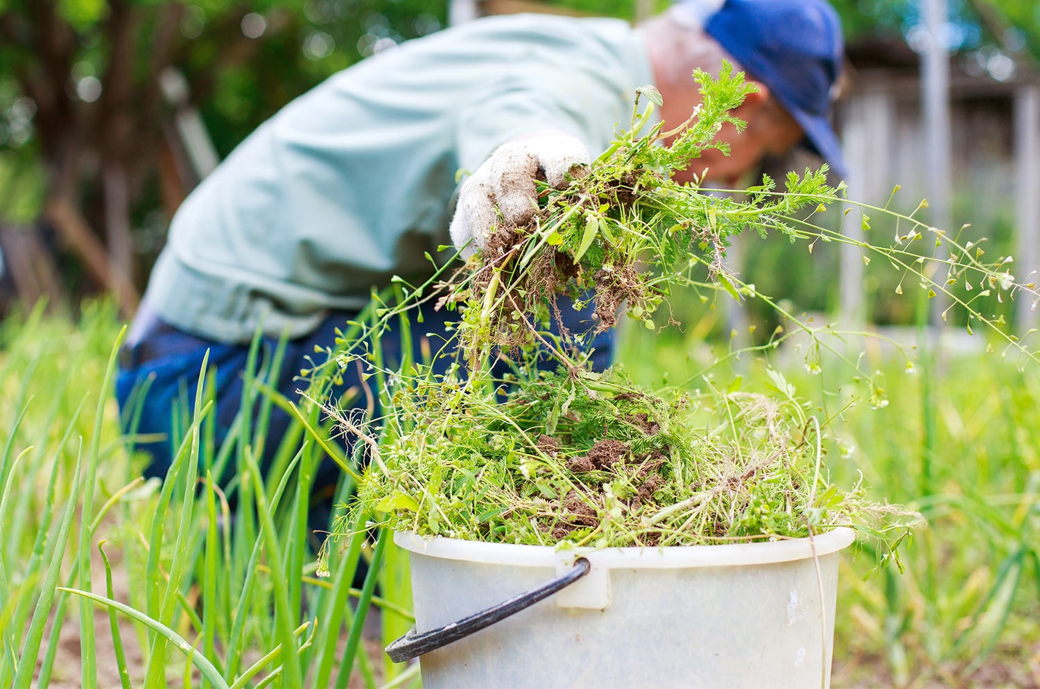 Lawn & Weed Control | Marcum's Nursery | Goldsby, OK