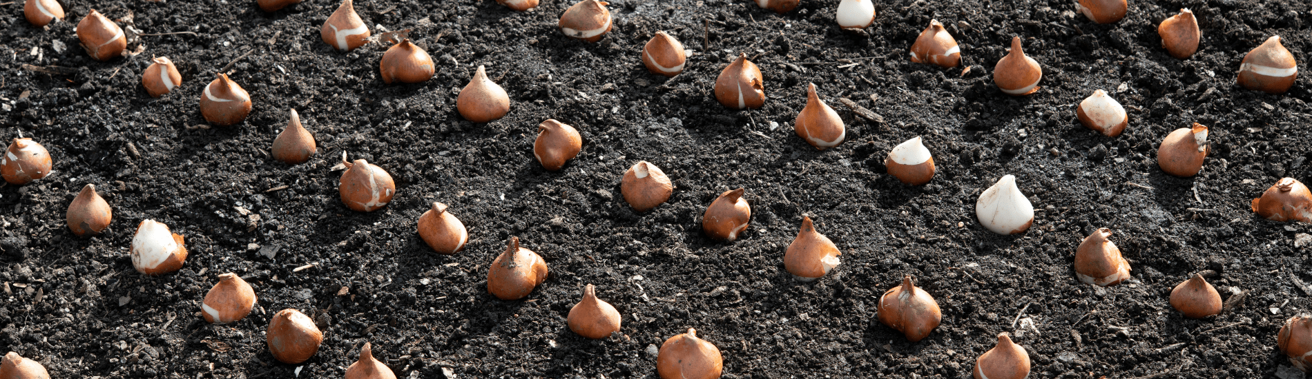 Spring-Flowering Bulb Planting Guide | Marcum's Nursery | Goldsby, OK