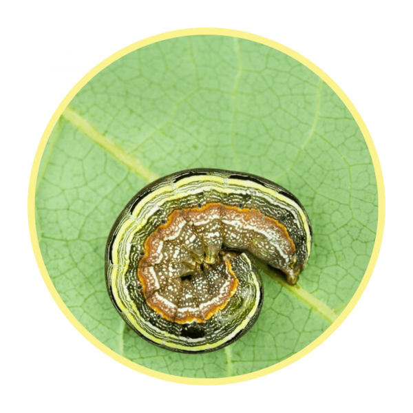 Armyworms | Marcum's Nursery | Goldsby, OK
