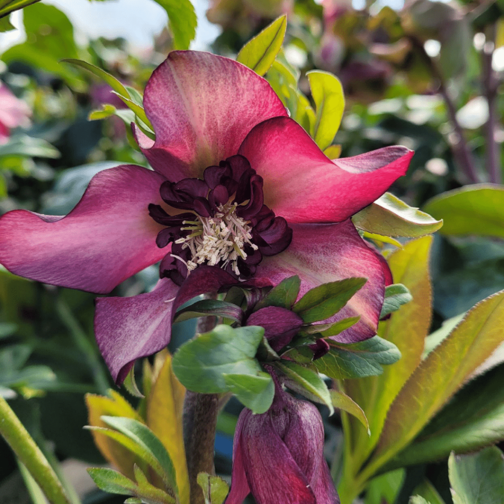 Hello, Hellebores - Marcum's Nursery