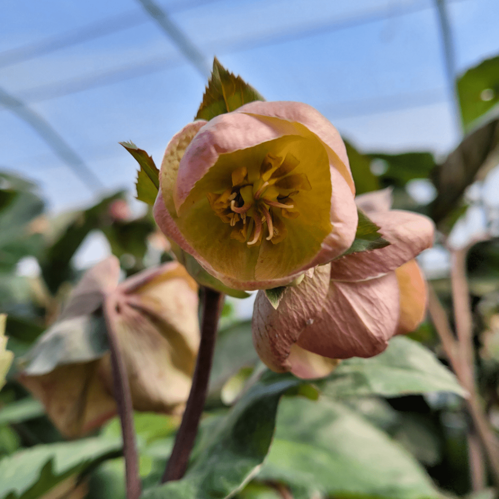 Hello, Hellebores - Marcum's Nursery