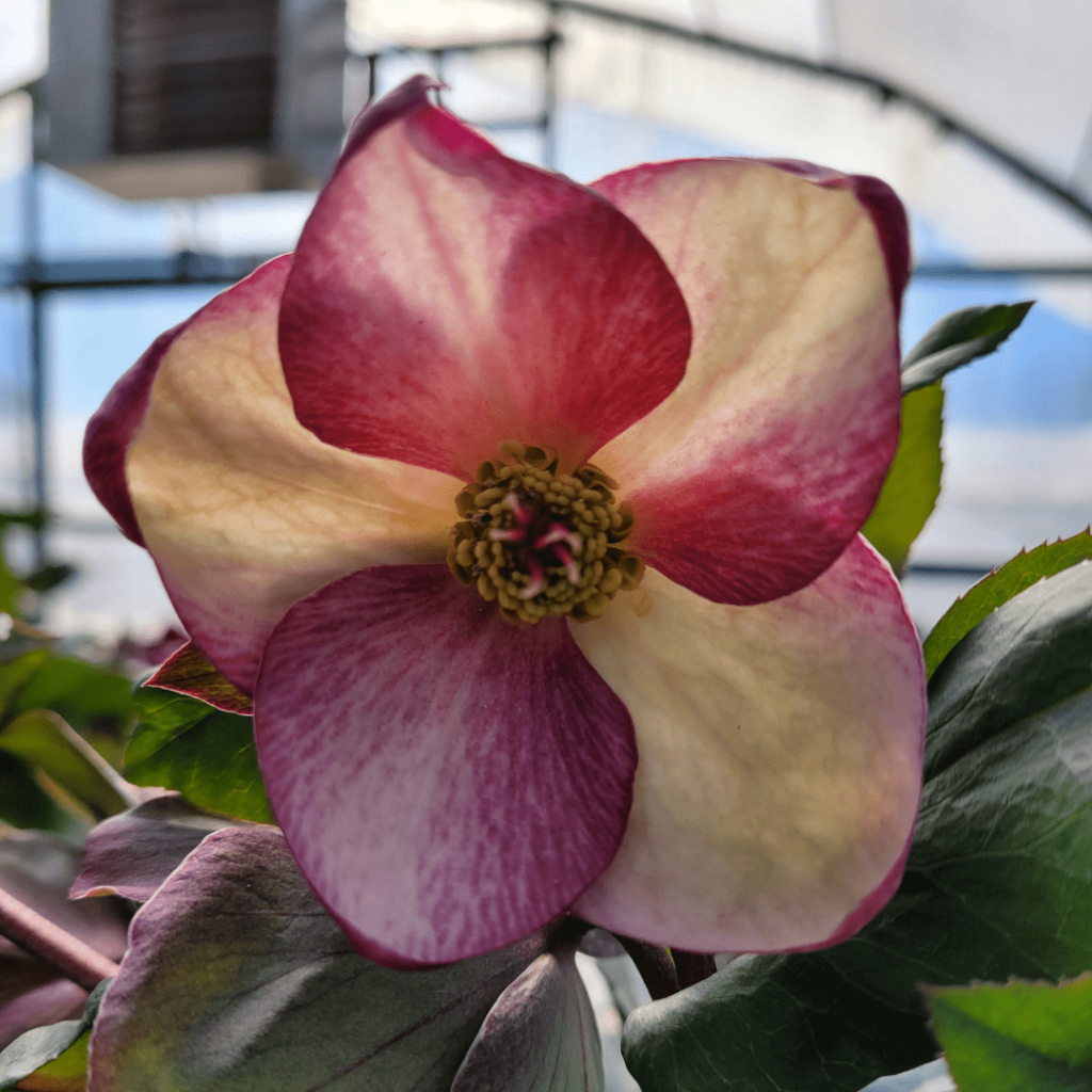 Hello, Hellebores - Marcum's Nursery