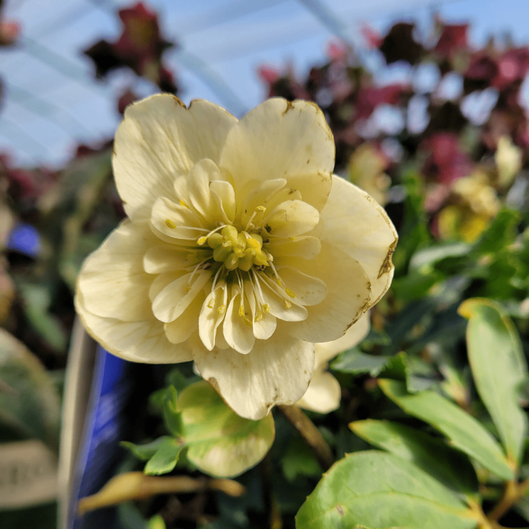 Hello, Hellebores | Marcum's Nursery | Goldsby, OK