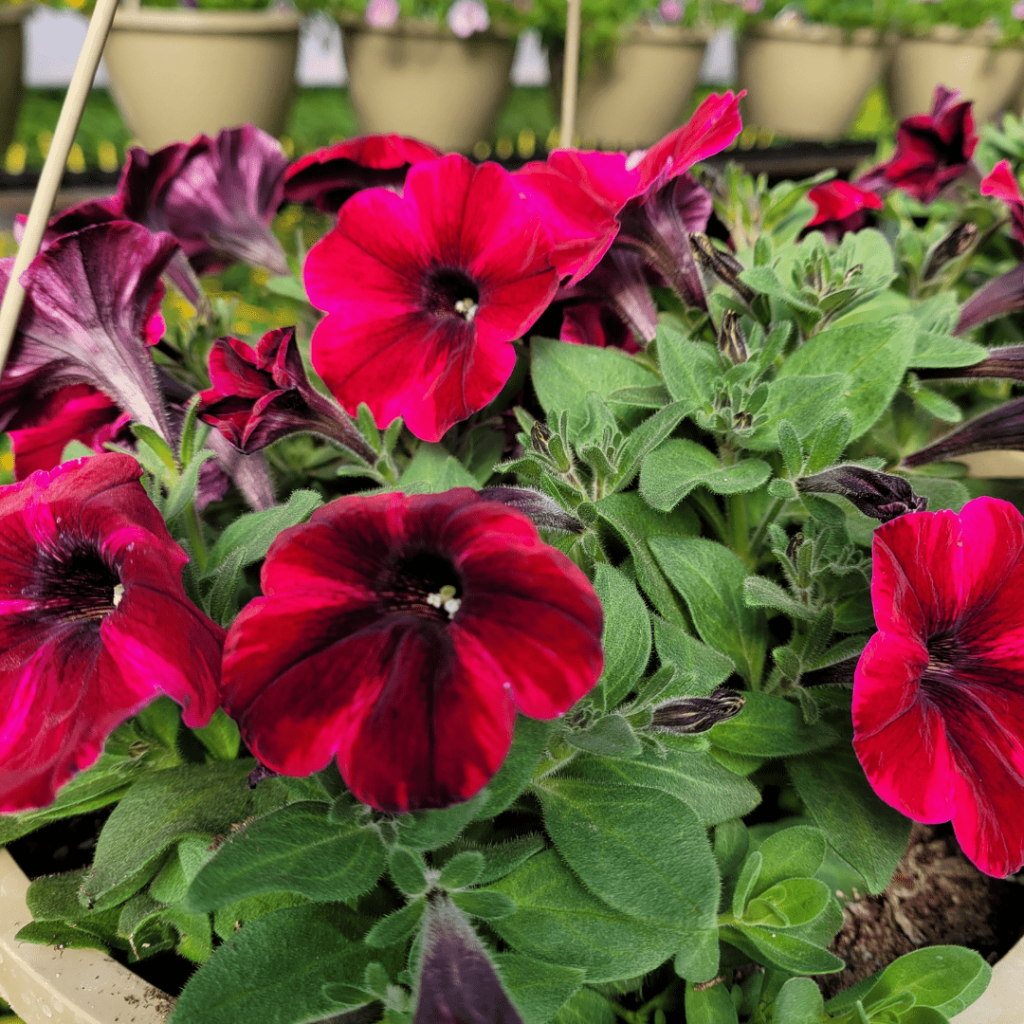 Pretty Pretty Petunias | Marcum's Nursery | Goldsby, OK