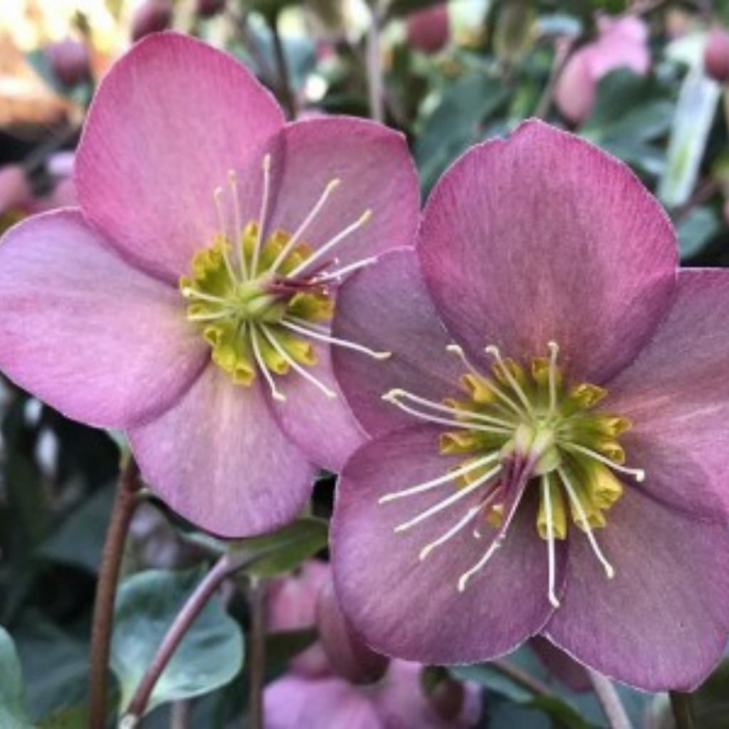 Hello, Hellebores - Marcum's Nursery
