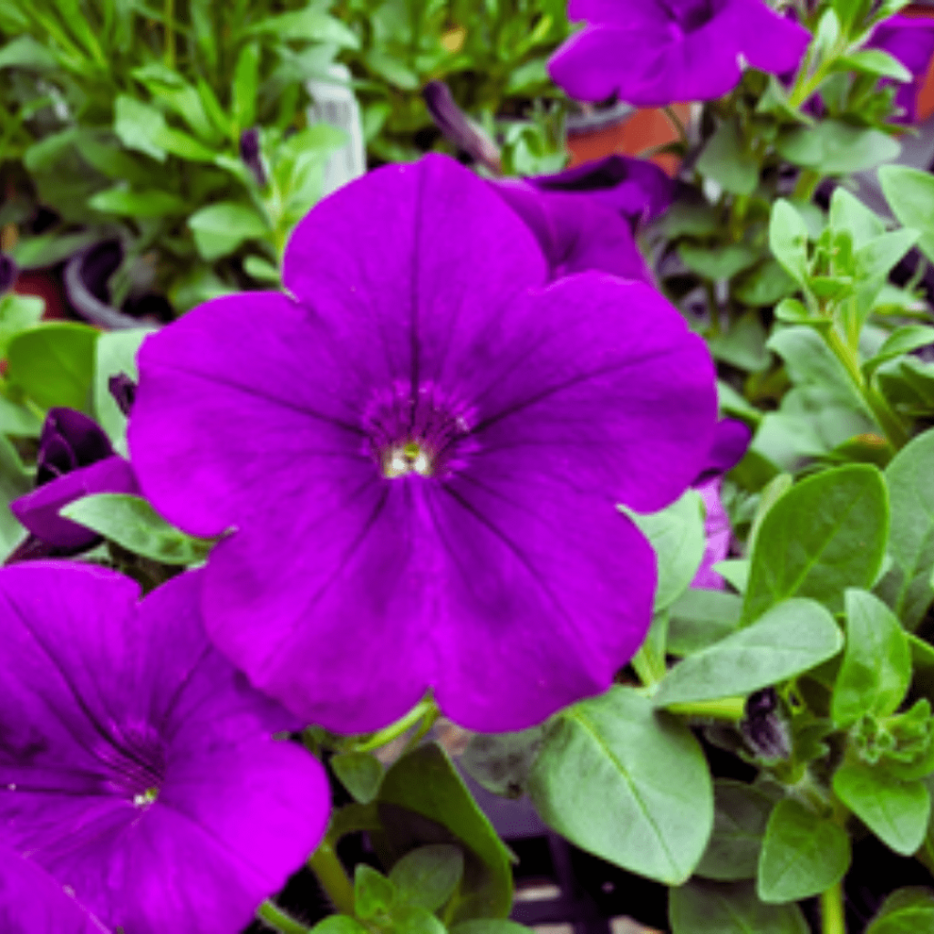 Pretty Pretty Petunias | Marcum's Nursery | Goldsby, OK