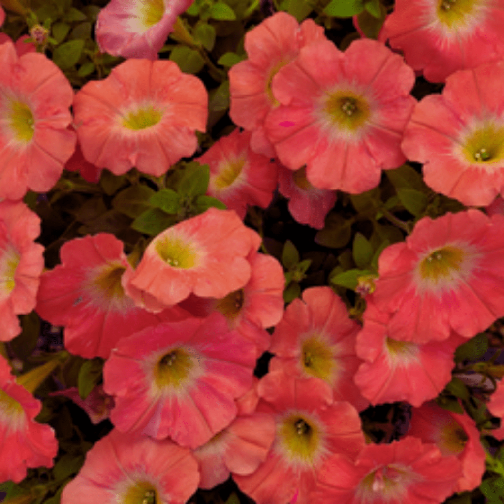 Pretty Pretty Petunias | Marcum's Nursery | Goldsby, OK