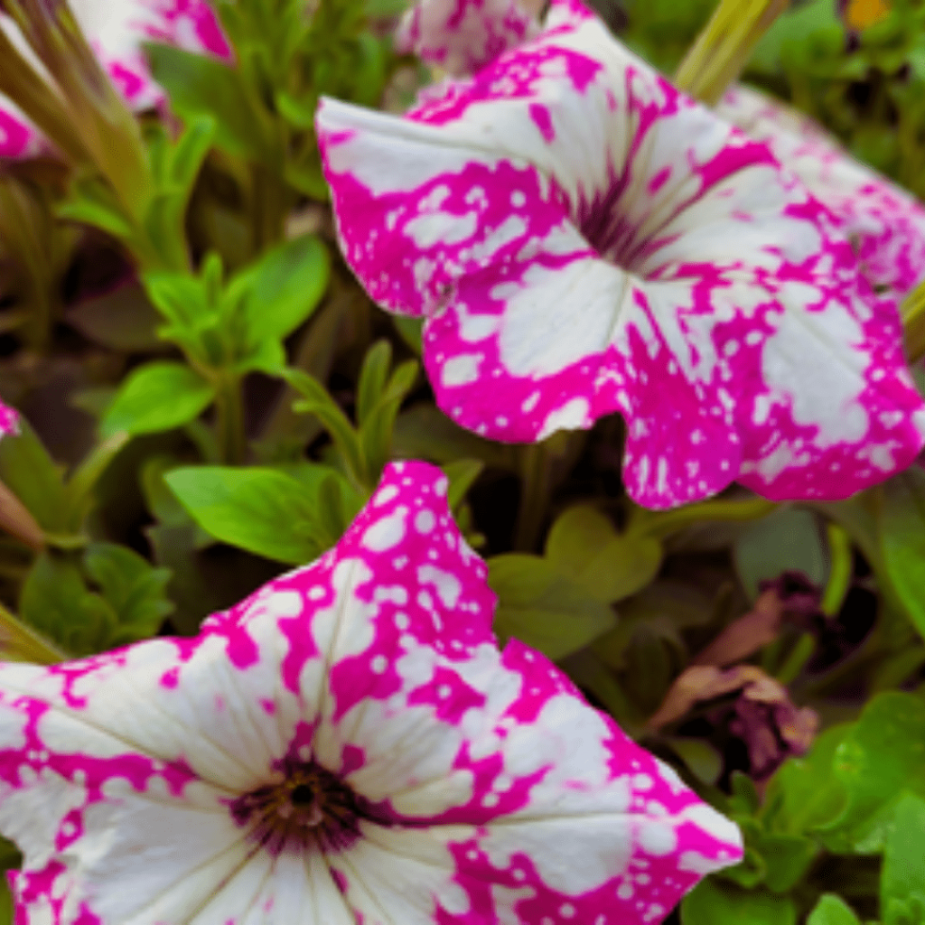 Pretty Pretty Petunias | Marcum's Nursery | Goldsby, OK