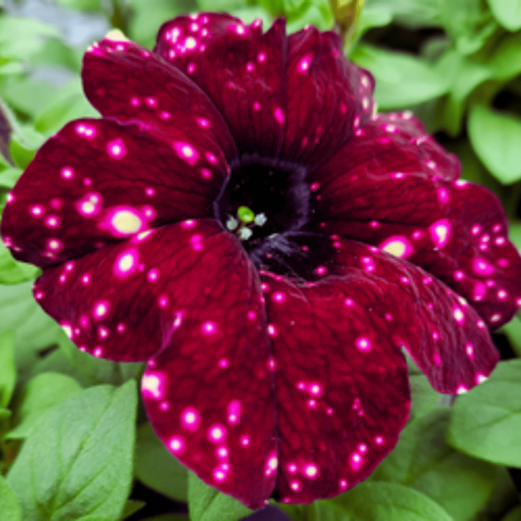 Pretty Pretty Petunias | Marcum's Nursery | Goldsby, OK