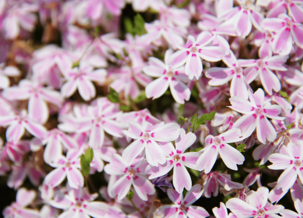 Dividing Perennials Guide | Marcum's Nursery | Goldsby, OK