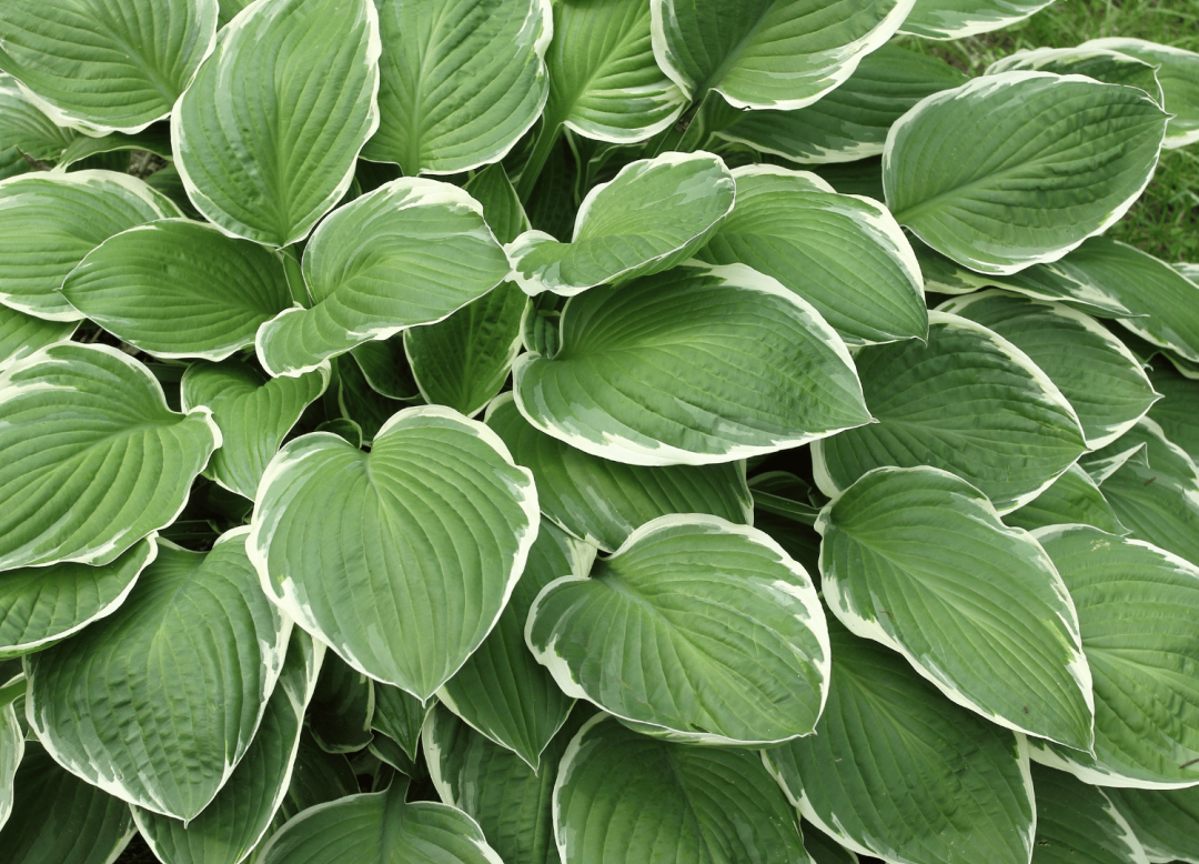 Dividing Perennials Guide | Marcum's Nursery | Goldsby, OK