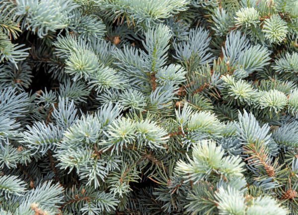 Living Christmas Trees | Marcum's Nursery | Goldsby, OK