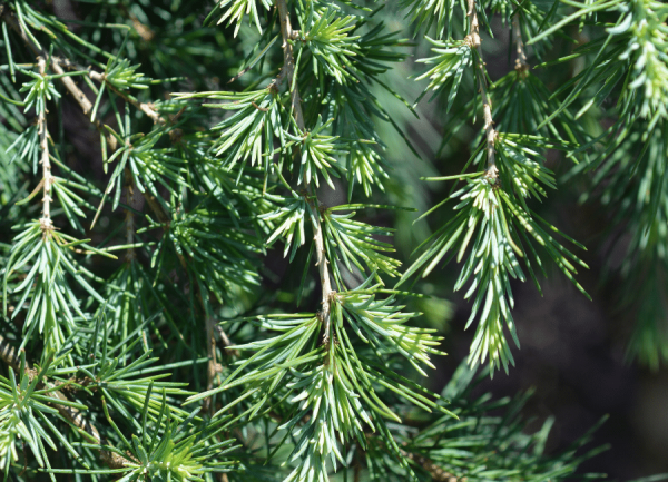 Living Christmas Trees | Marcum's Nursery | Goldsby, OK