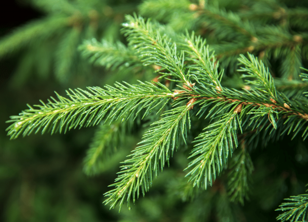 Living Christmas Trees | Marcum's Nursery | Goldsby, OK