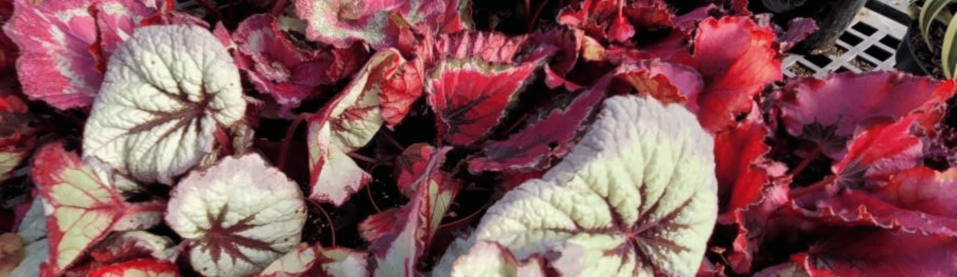 How to care for a Rex Begonia | Marcum's Nursery | Goldsby, OK