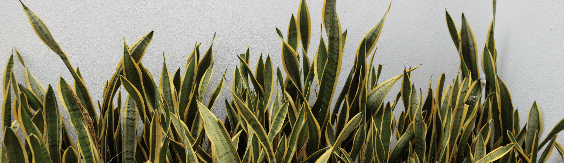 How to care for a Sansevieria | Marcum's Nursery | Goldsby, OK