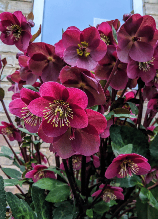 Hello, Hellebores | Marcum's Nursery | Goldsby, OK