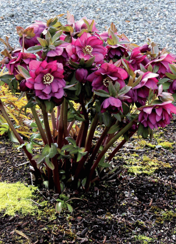 Hello, Hellebores | Marcum's Nursery | Goldsby, OK
