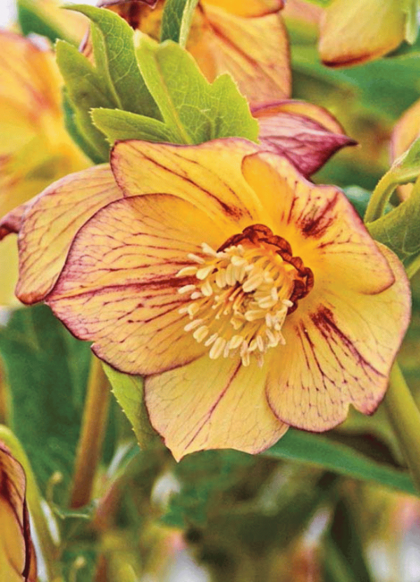 Hello, Hellebores | Marcum's Nursery | Goldsby, OK