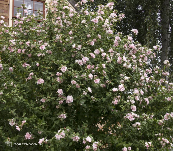 Trees Safe for Power Line Areas | Marcum's Nursery | Goldsby, OK