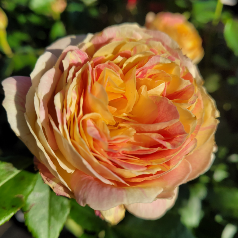 Trees - The Backbone of the Landscape - Marcum's Nursery