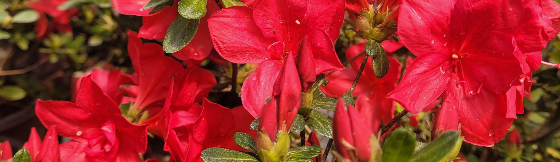 How to Plant & Care for Azaleas in Oklahoma | Marcum's Nursery ...