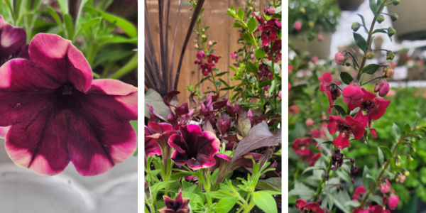 Berry Bold & Beautiful | Marcum's Nursery | Goldsby, OK